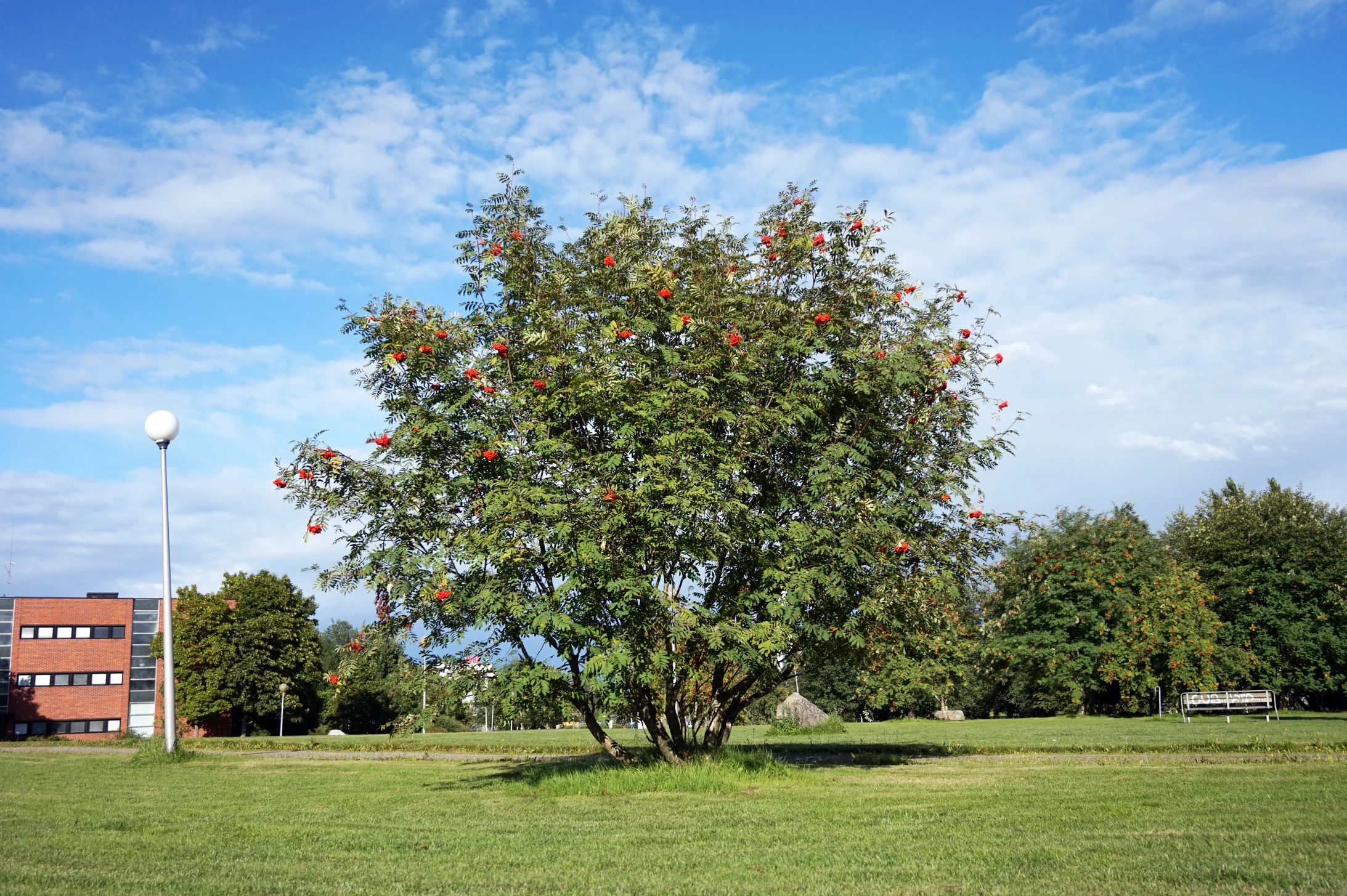 Vogelbeere (Sorbus aucuparia) | umverkehR